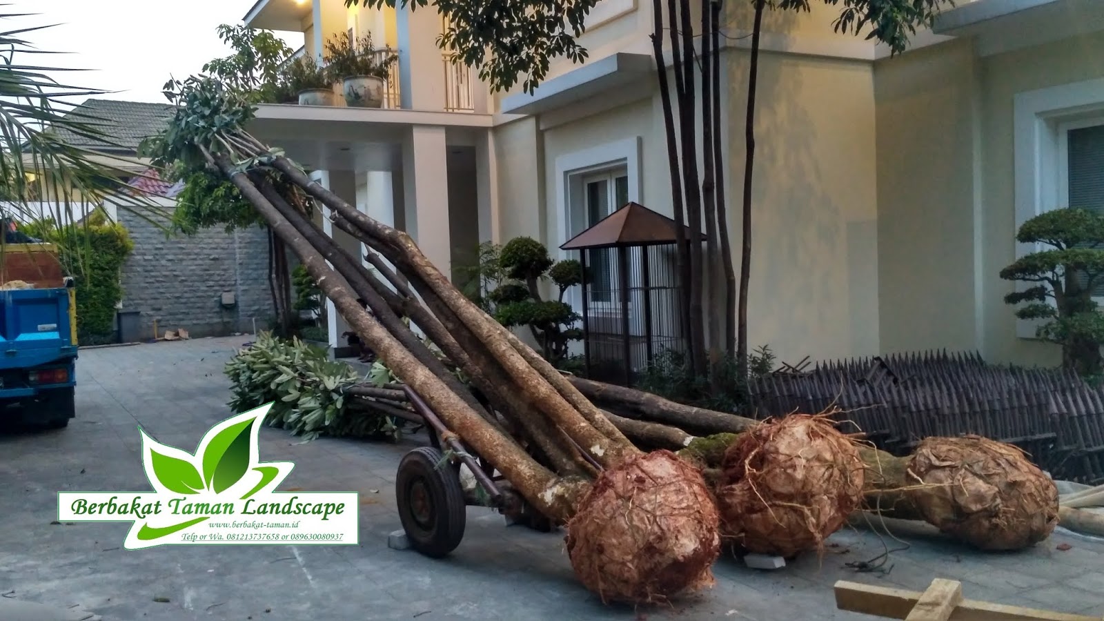 Jual Pohon Pule Murah Atau Pohon Pulai Alstonia Scholaris - Tukang ...