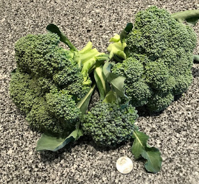Vegetable and Fruit Gardening in SW Florida: Broccoli, member of the ...