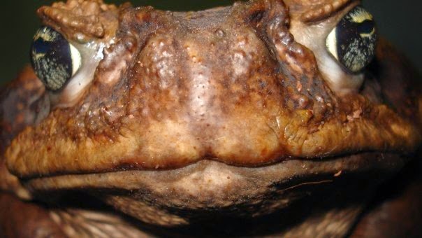 Prehistoric Beast of the Week: Triadobatrachus: Prehistoric Animal of ...