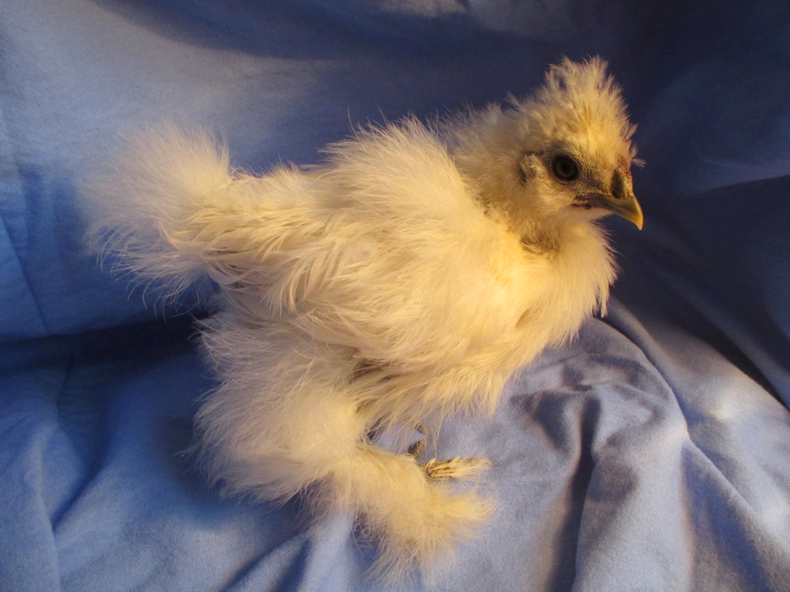 Just Chickens...: Paint Silkies & My Attempt to Breed More