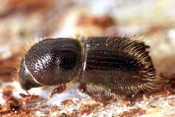 Variety of Life: Ips