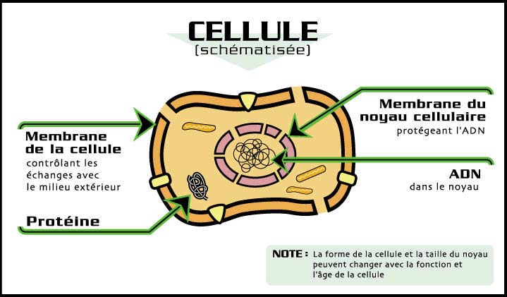Gloire au Créateur: Les cellules de nos organes