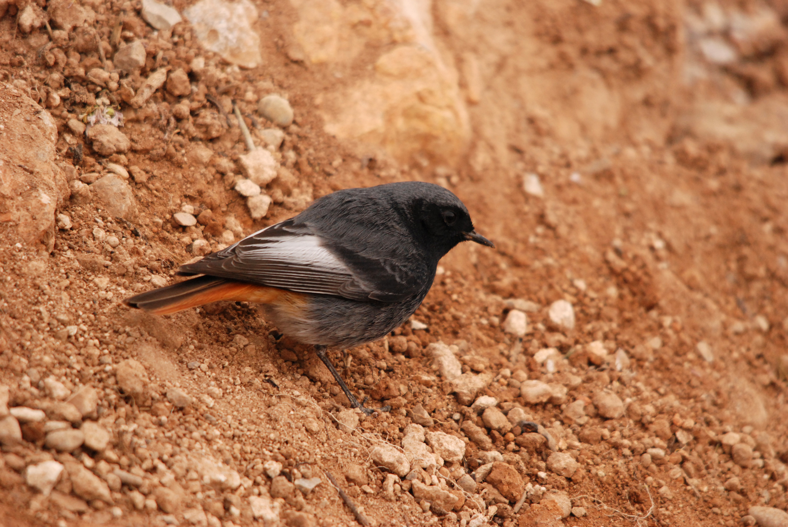 manises naturaleza: Colirrojo tizón