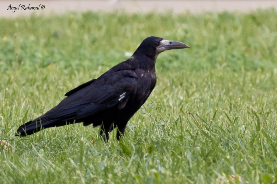 Calamones de la isla: septiembre 2012