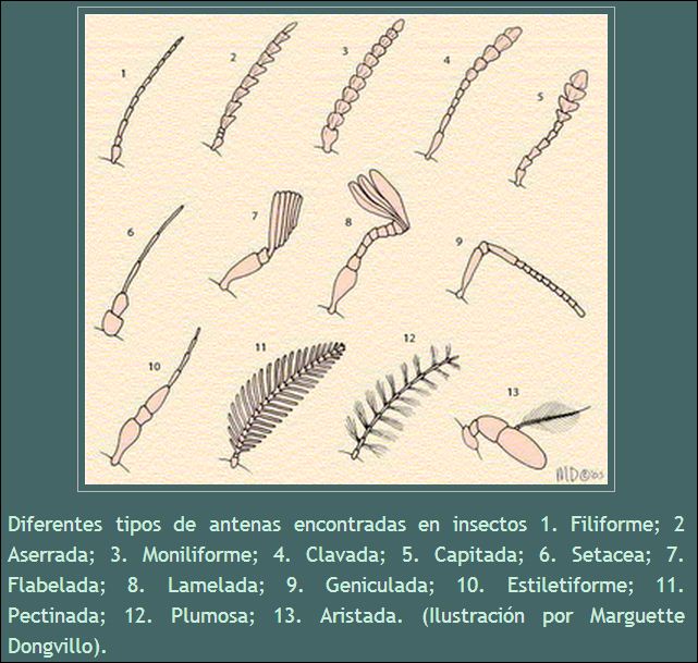 Biología y Química. (IED. Alonso de Olalla) : Morfología de los ...