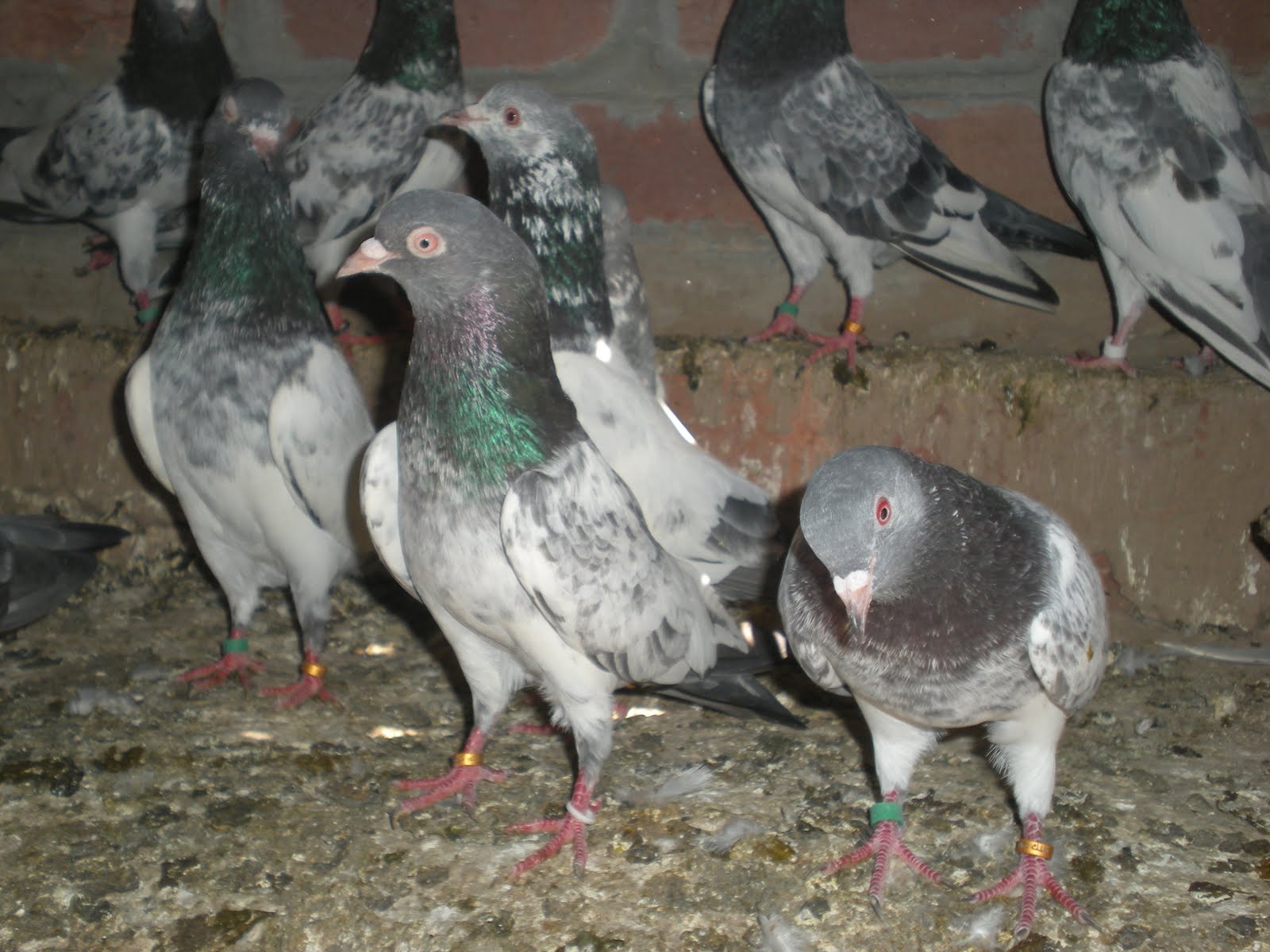 Pakistani Tipplers (Kabootar Baaz) | UK & USA Pigeons | Fancy Pigeons ...