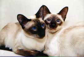 Siamese Cats Home - your cat will be happy!
