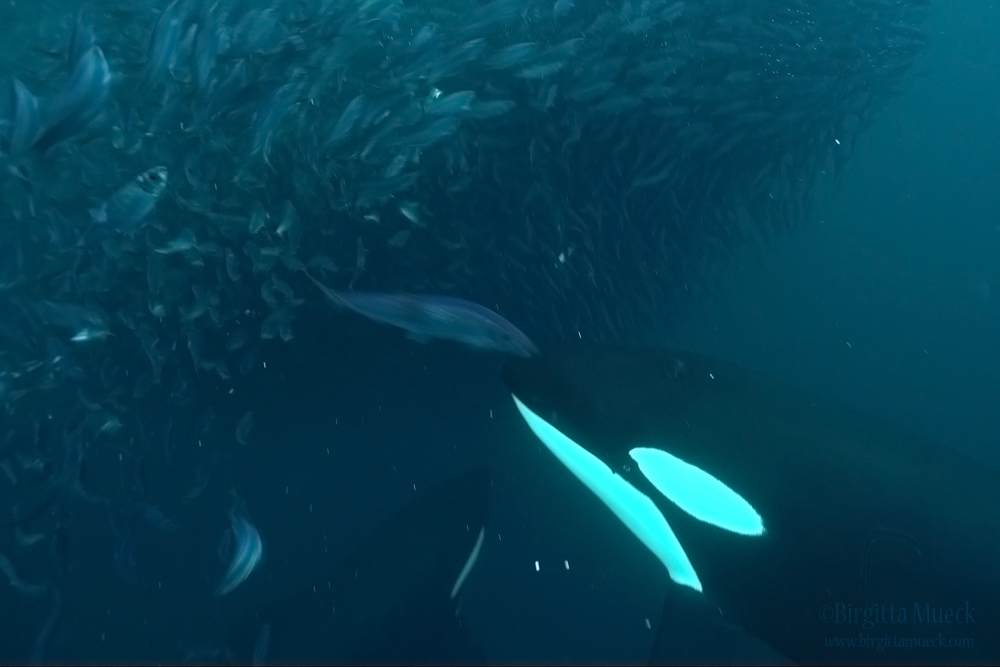 Film Photo Adventure: Carousel Feeding Orcas