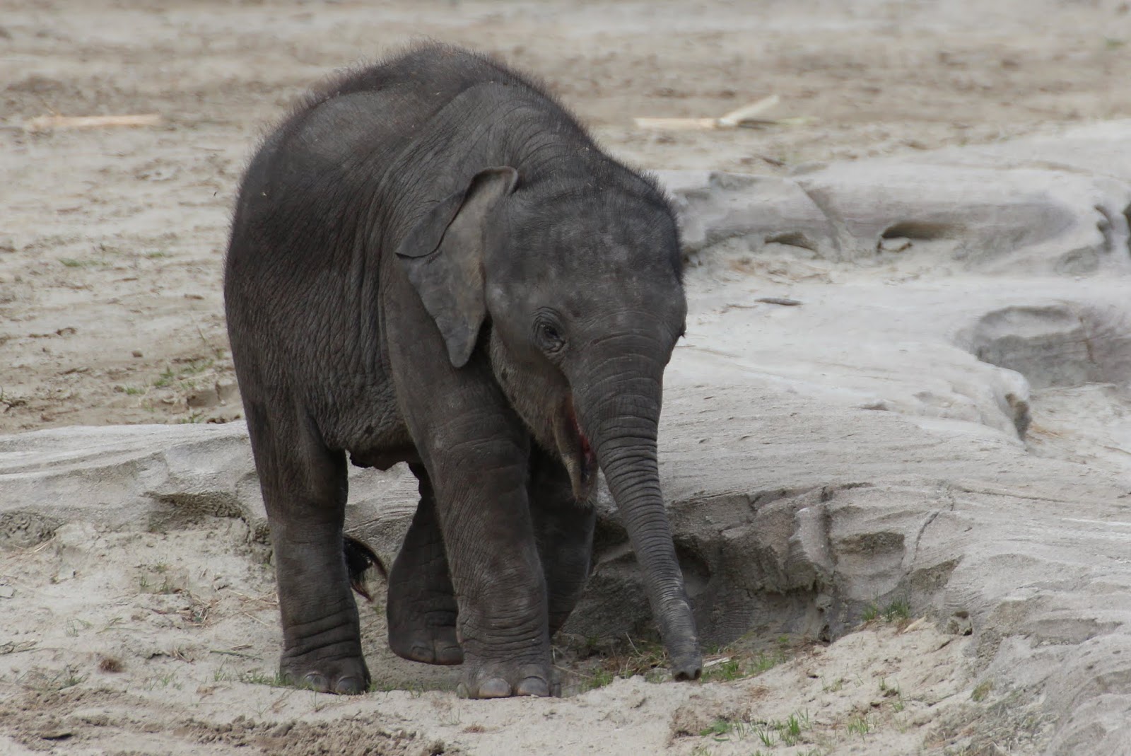 Zoogdieren: Olifanten