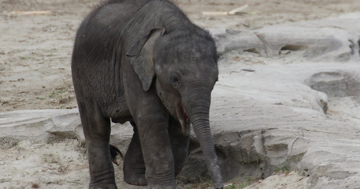 Zoogdieren: Olifanten