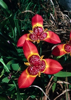Flor-de-Tigre (Tigridia pavonia) - Busca Plantas