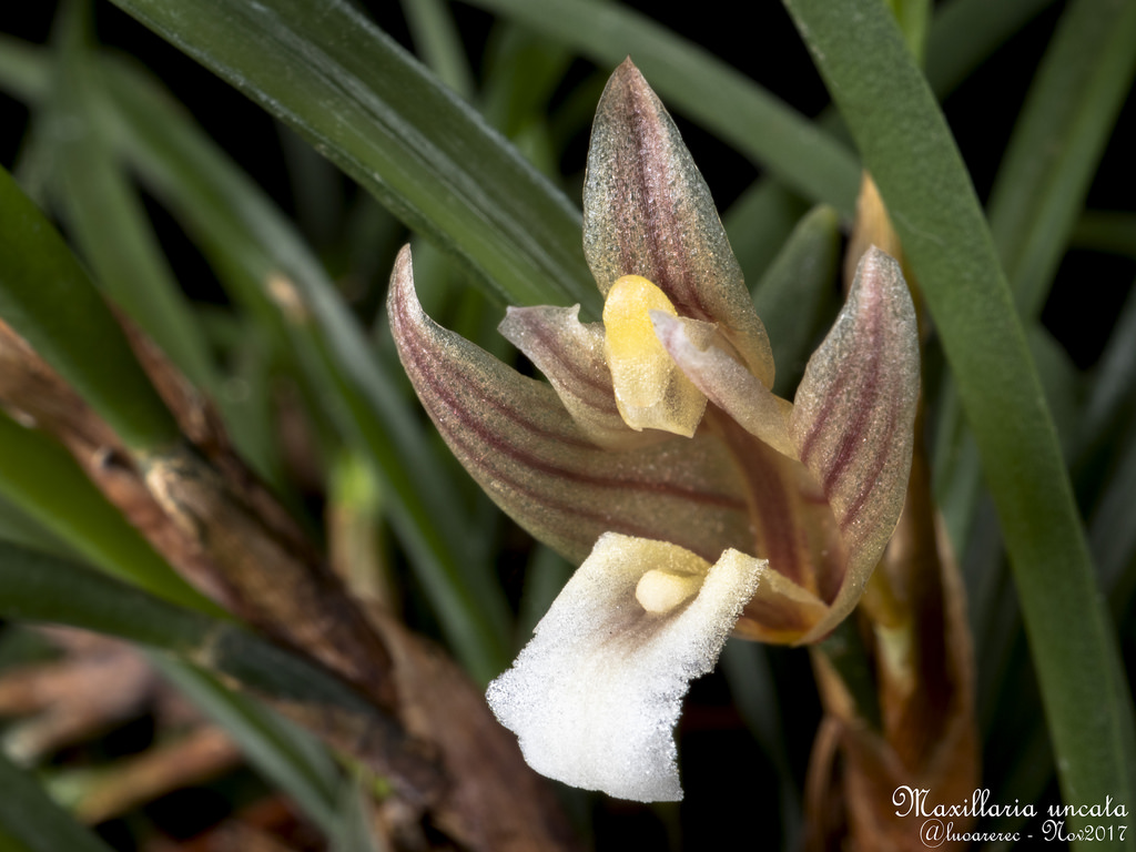 Maxillaria uncata care and culture | Travaldo's blog