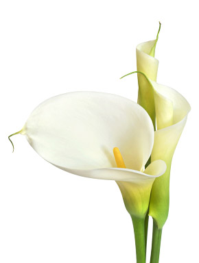 arumflower: Arum, calla: une floraison de toute beauté