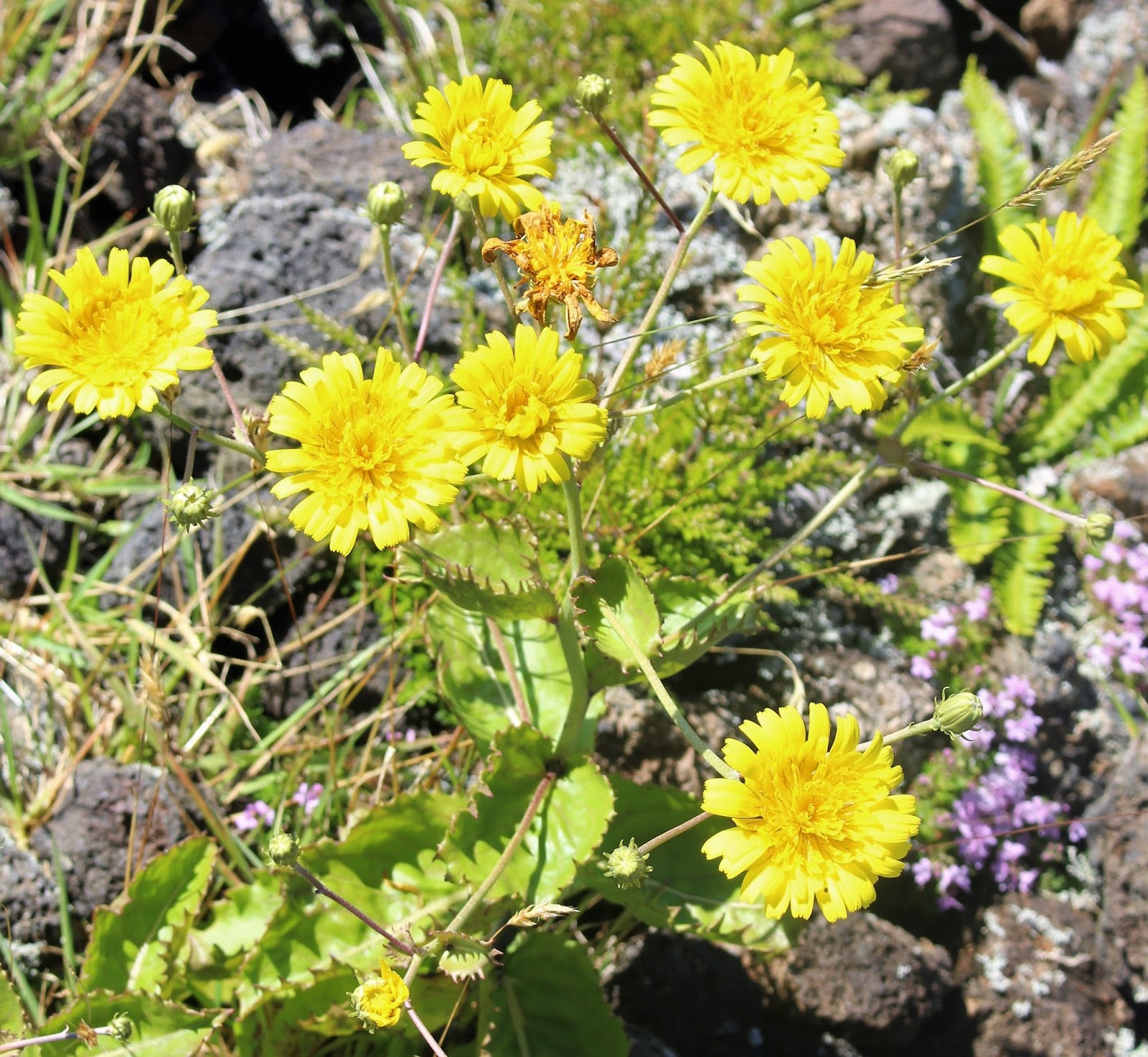 Plantas: Beleza e Diversidade: Endémicas dos Açores: #10 - Leituga-dos ...