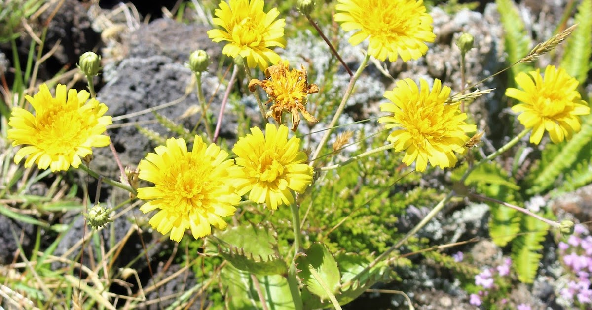 Plantas: Beleza e Diversidade: Endémicas dos Açores: #10 - Leituga-dos ...