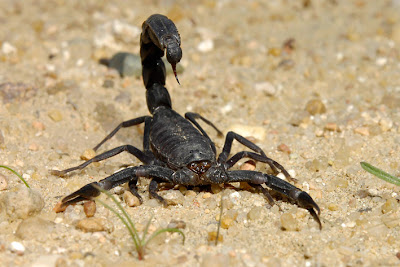 Fat-Tailed Scorpion | Dangerous Facts & Photographs | The Wildlife