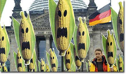 Five Hundred Pound Peep: "Monsanto's GMO Corn Linked To Organ Failure ...
