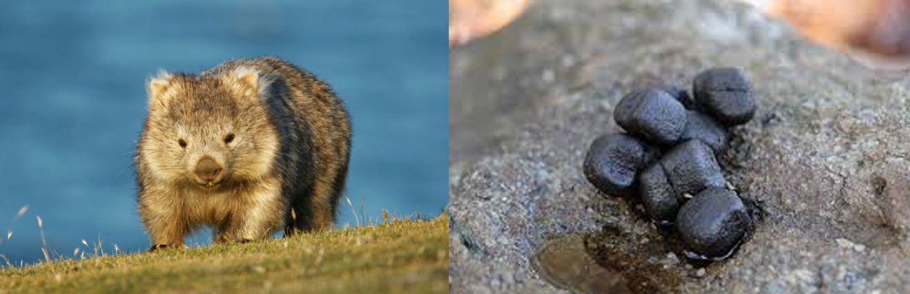 TuPeTYMaDRe º_*: LaS HeCeS eN FoRMa De CuBo De LoS WoMBaTS...