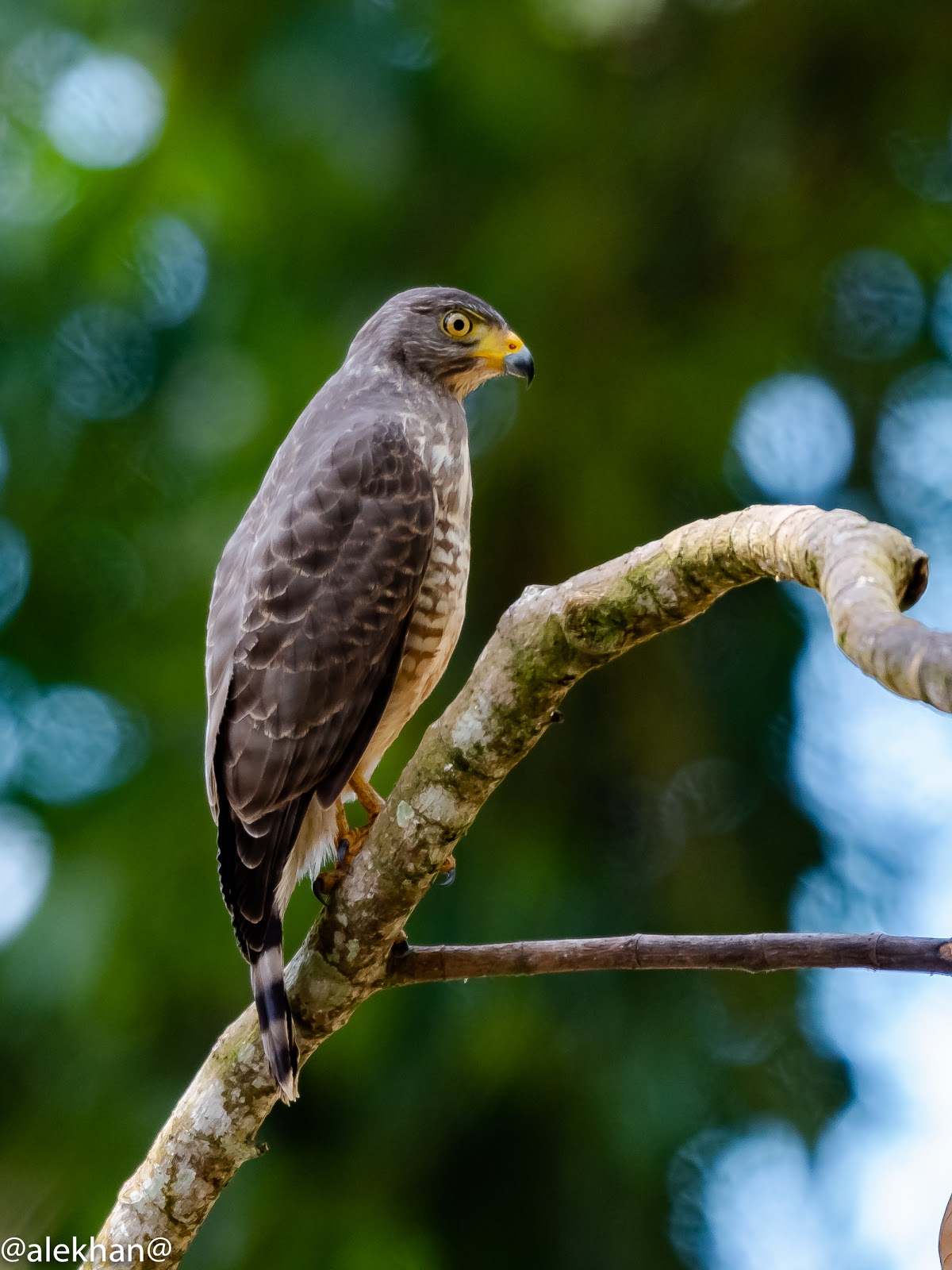 Pájaros, Pajarracos: Gavilán caminero (Roadside Hawk)