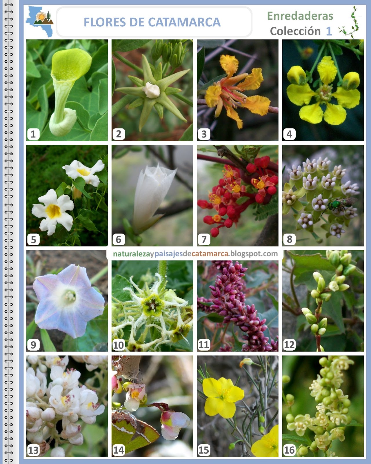 Fotos De Flores Y Sus Nombres Fotos De Flores Y Sus Nombres