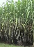 Herbs-Treat and Taste: WILD SUGAR CANE, KANS GRASS: MEDICINAL BENEFITS ...