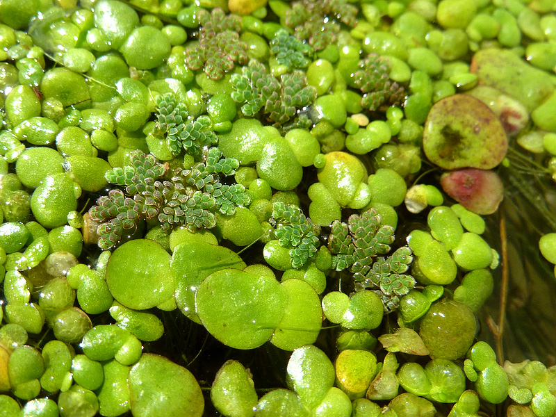 PASOS: El Aiguabarreig (confluencia de los ríos Cinca, Segre y Ebro) y ...