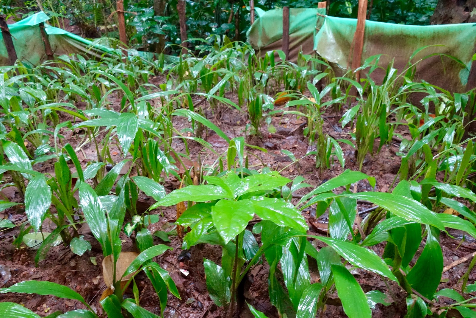 Luckgrove Ayurveda Gardens, Sri Lanka - Eat - Explore - Enjoy