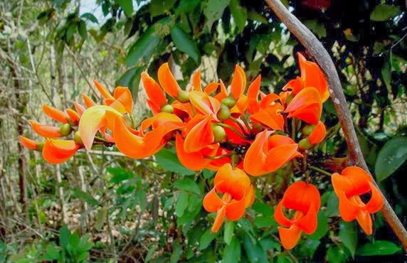 Butea Superba-Butea Gum Tree-Buteae-Flamme de la Forêt-Kwao Krua Dang ...