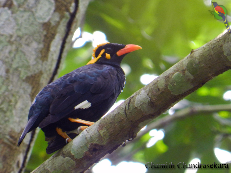 Inspiring Nature Photography By Carol Reynolds: Myna Bird Invasion ...