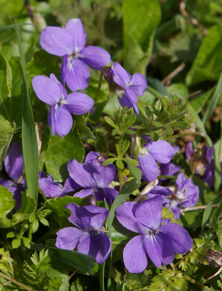 John Grimshaw's Garden Diary: Violets are blue - or are they?