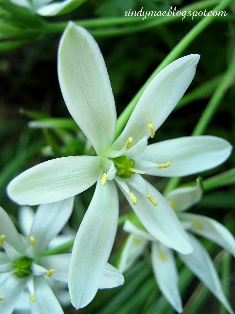 Rindy Mae: The First Week Of May In The Garden