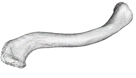 El Cuerpo Humano: La clavícula