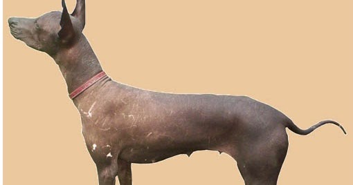 Lugares Interesantes en Perù: El perro "calato" peruano