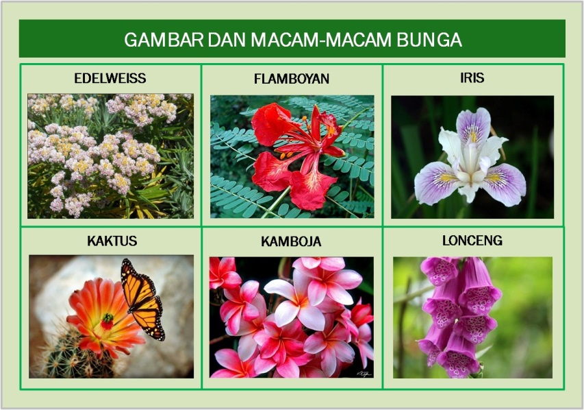 100 Gambar Bunga Dan Macam Macam Jenis Indah Langka Mahal - Riset
