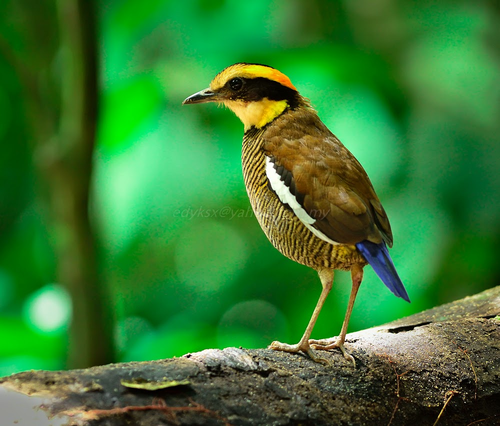 ksxbirds photography