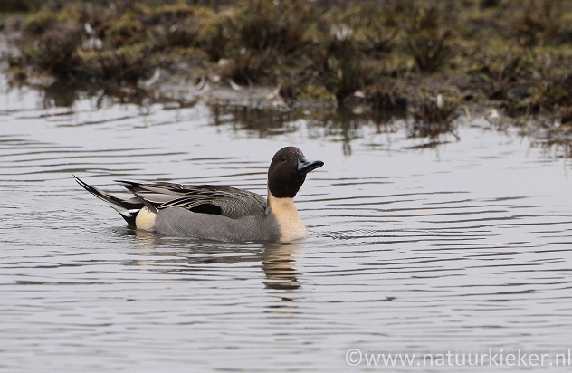 Pijlstaarten, een sierlijke eendensoort