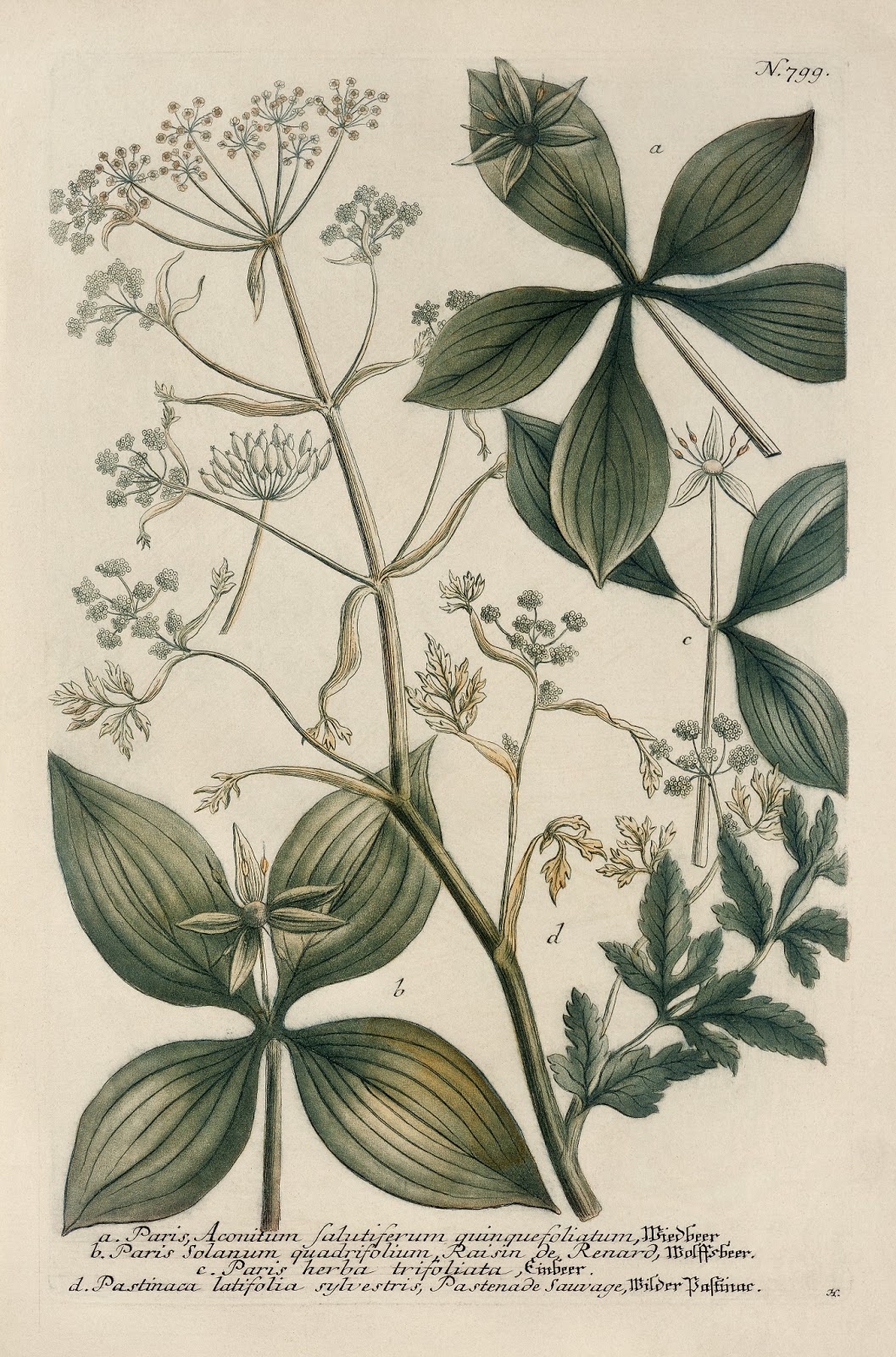 Elenor's Island: Illustration: Botanical Inspiration