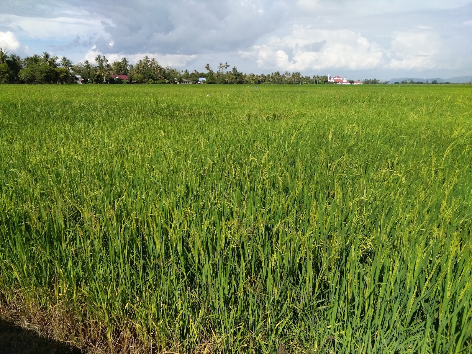 D' Qasih: Pemandangan menarik di sawah padi / Beautiful scenery in the ...