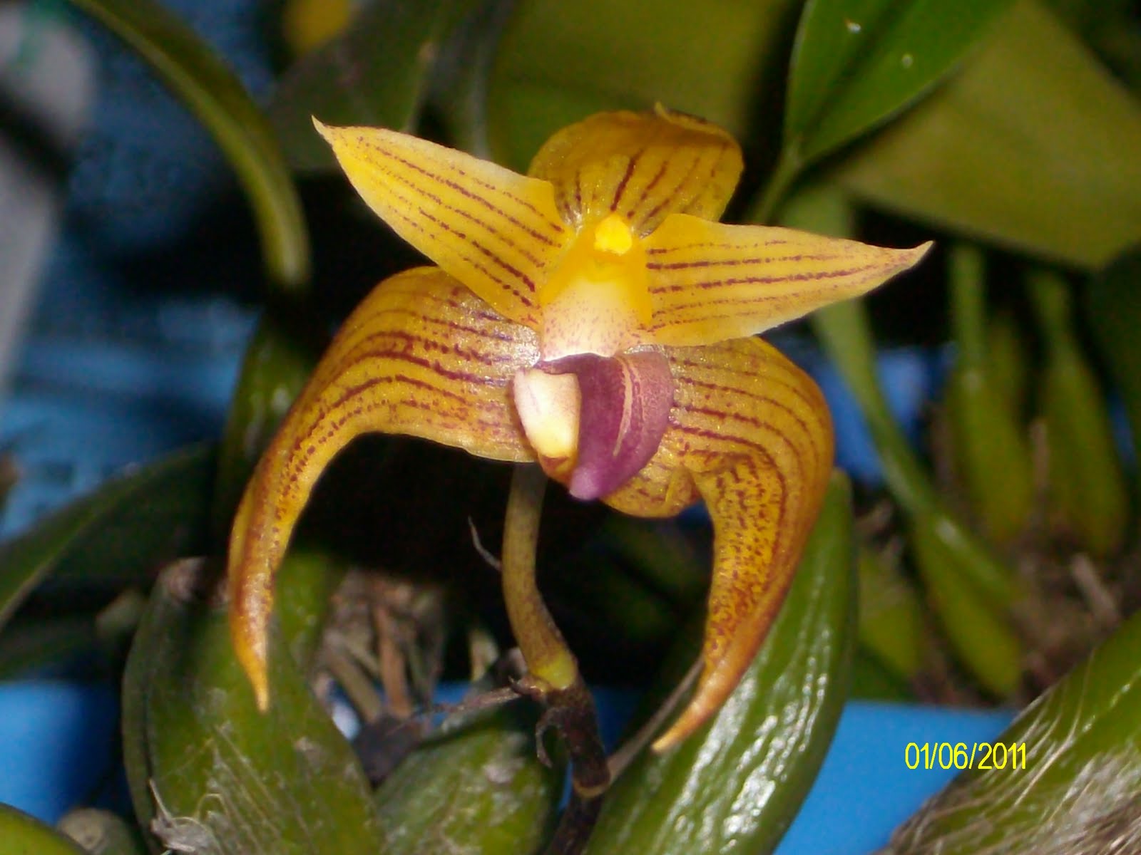 .: Personal Collection