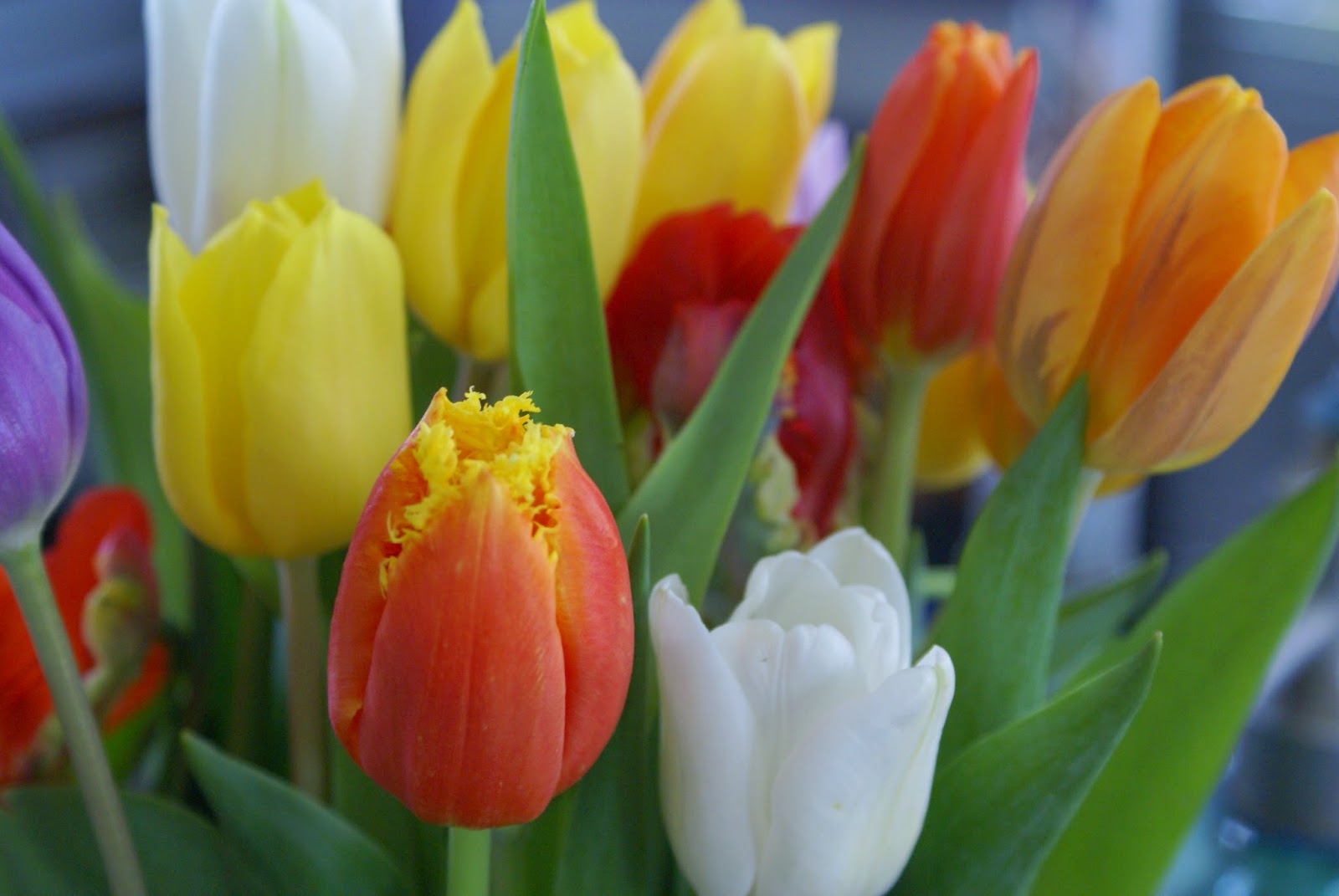 lifestyle by koos: Tulpen