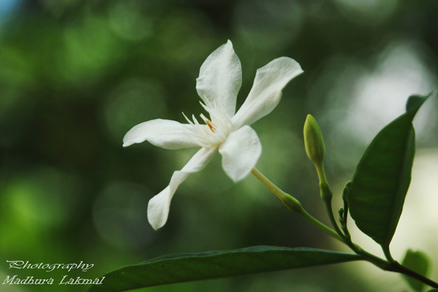 Madhura Lakmal Photography: Idda Flower