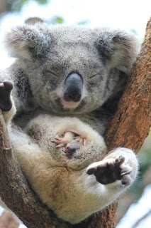 COALA - SAIBA TUDO SOBRE ESSE MAMÍFERO FOFO E RARO