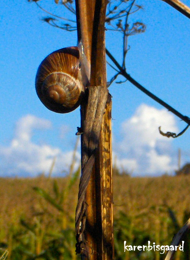 Karen`s Nature Photography: Snail Aestivating on Withered Plant.