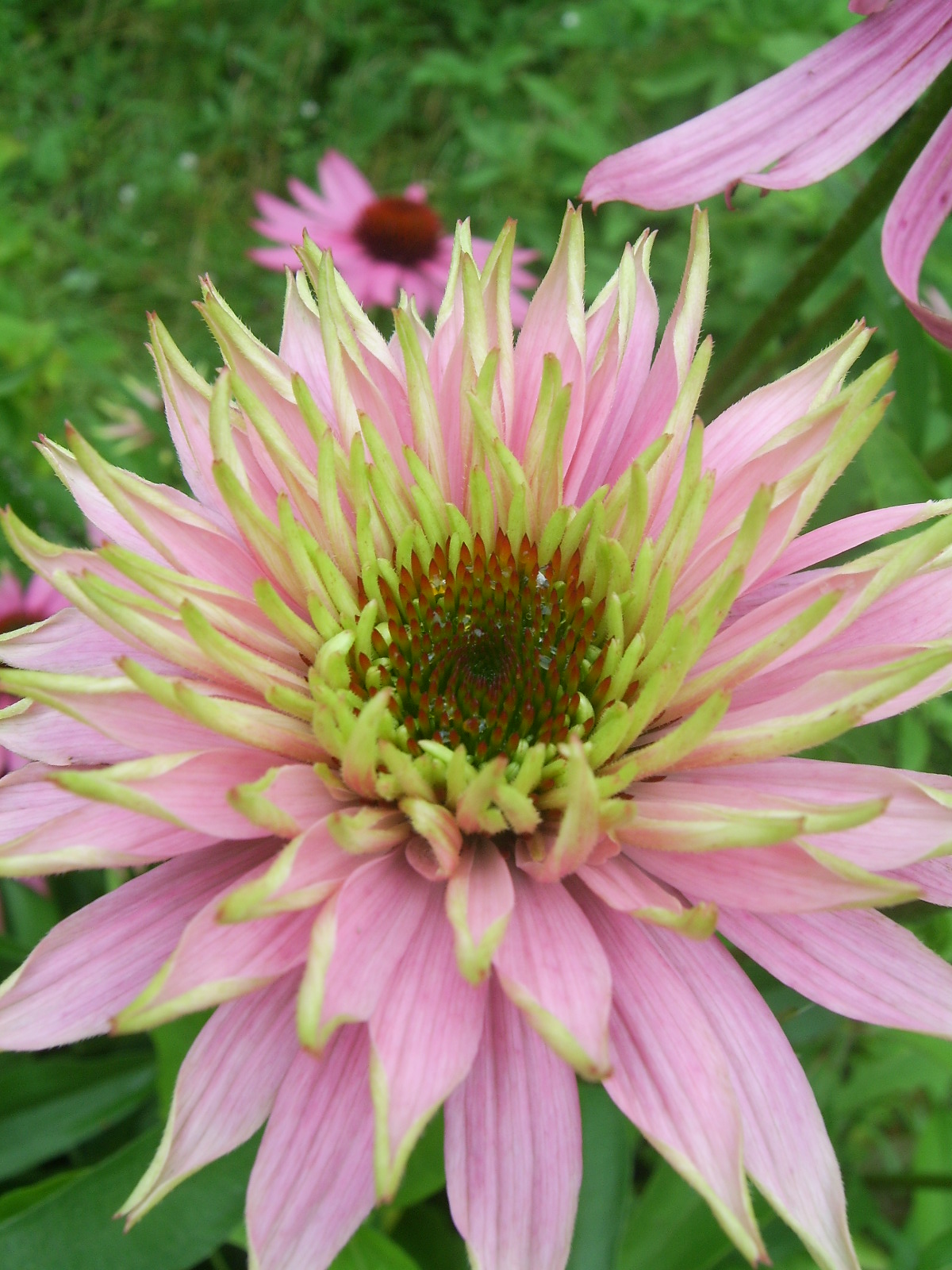 Stauder i Stovby: Historien om en Solhat der aldrig kom til salg