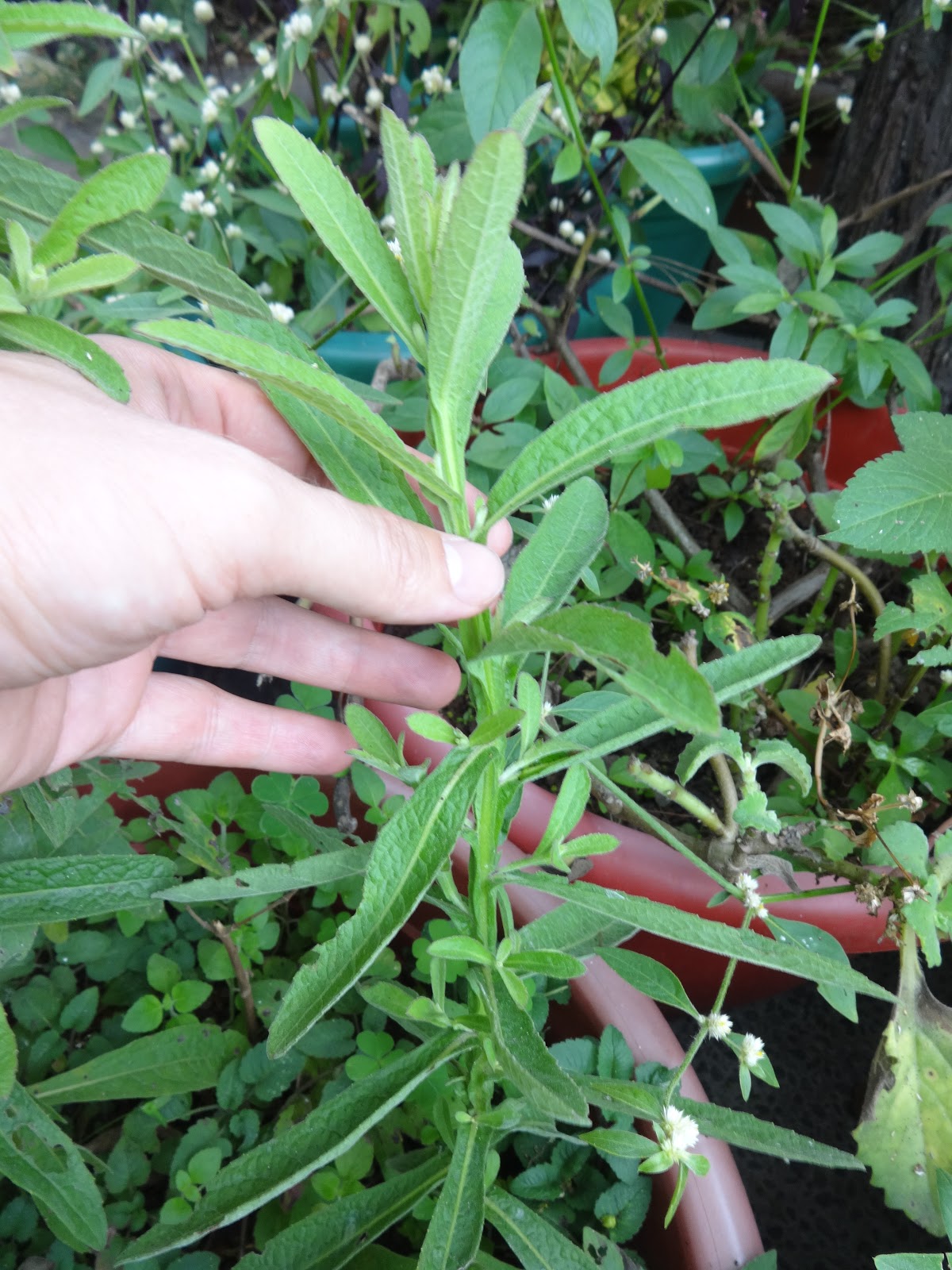 Herbs from Distant Lands: Laggera alata - Winged-Stem Laggera, Liu Leng ...