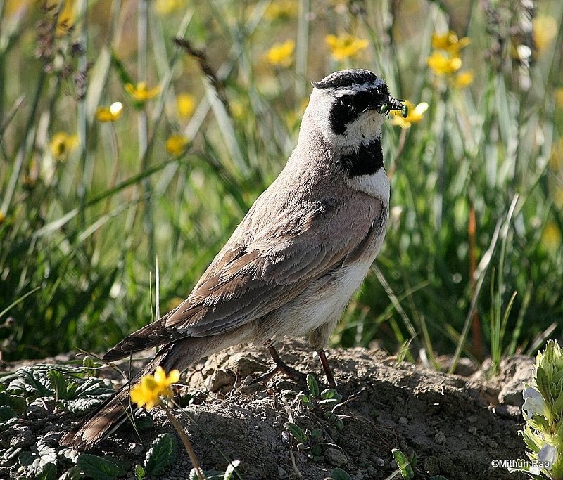 Mithun: Bird Photography