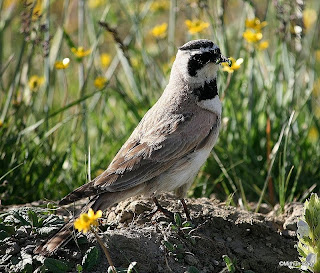 Mithun: Bird Photography