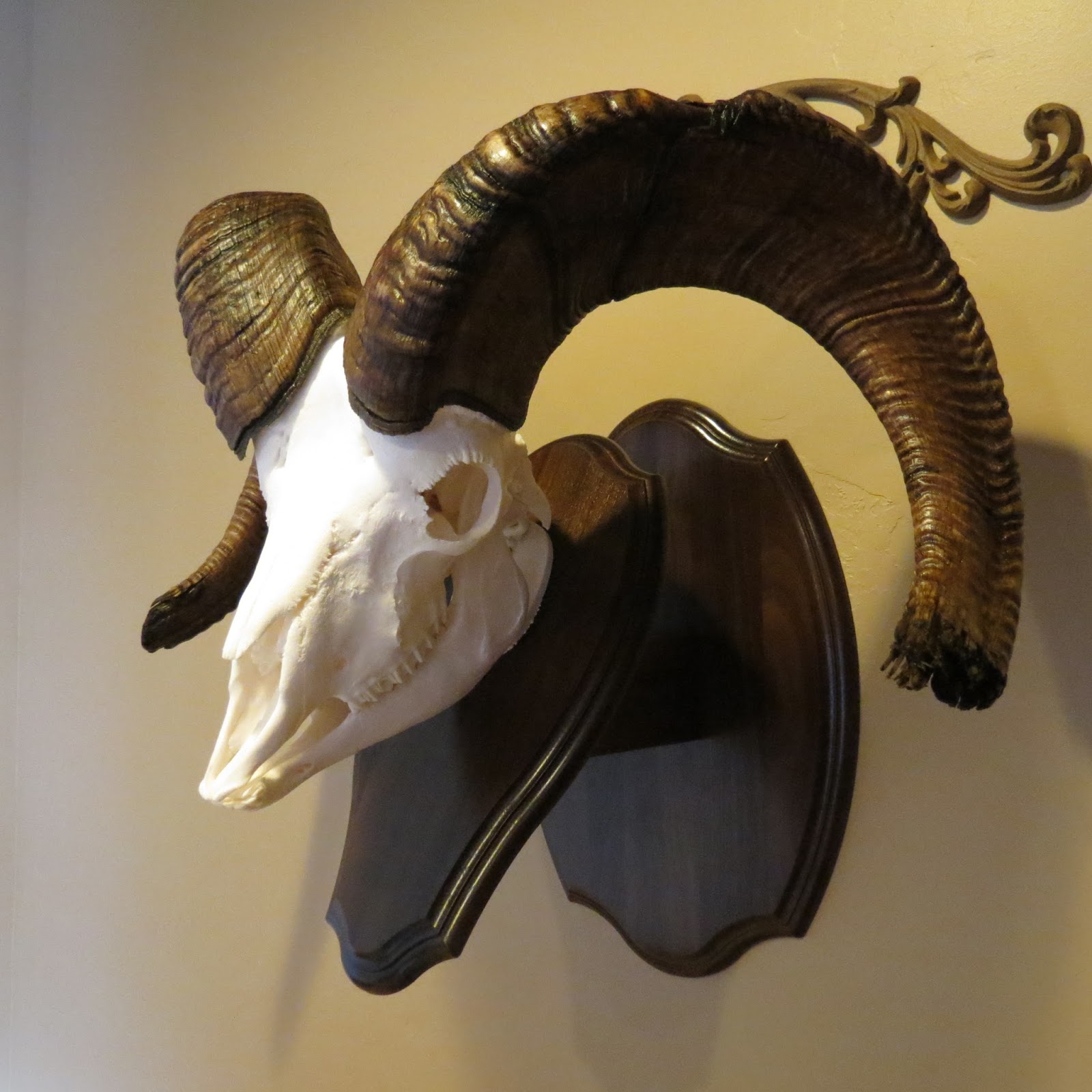 Marsh Taxidermy: Pronghorn & Ram Skulls