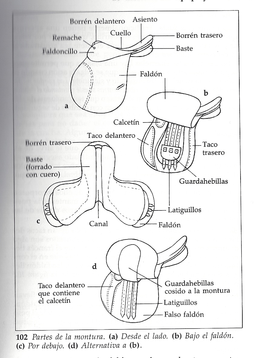 Hípica TM: Primera clase teòrica d' hípica