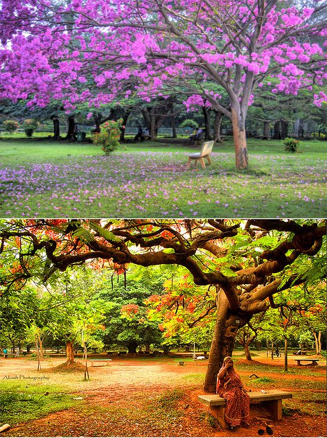 Online Travelers Guide: Exciting Spots in Bangalore